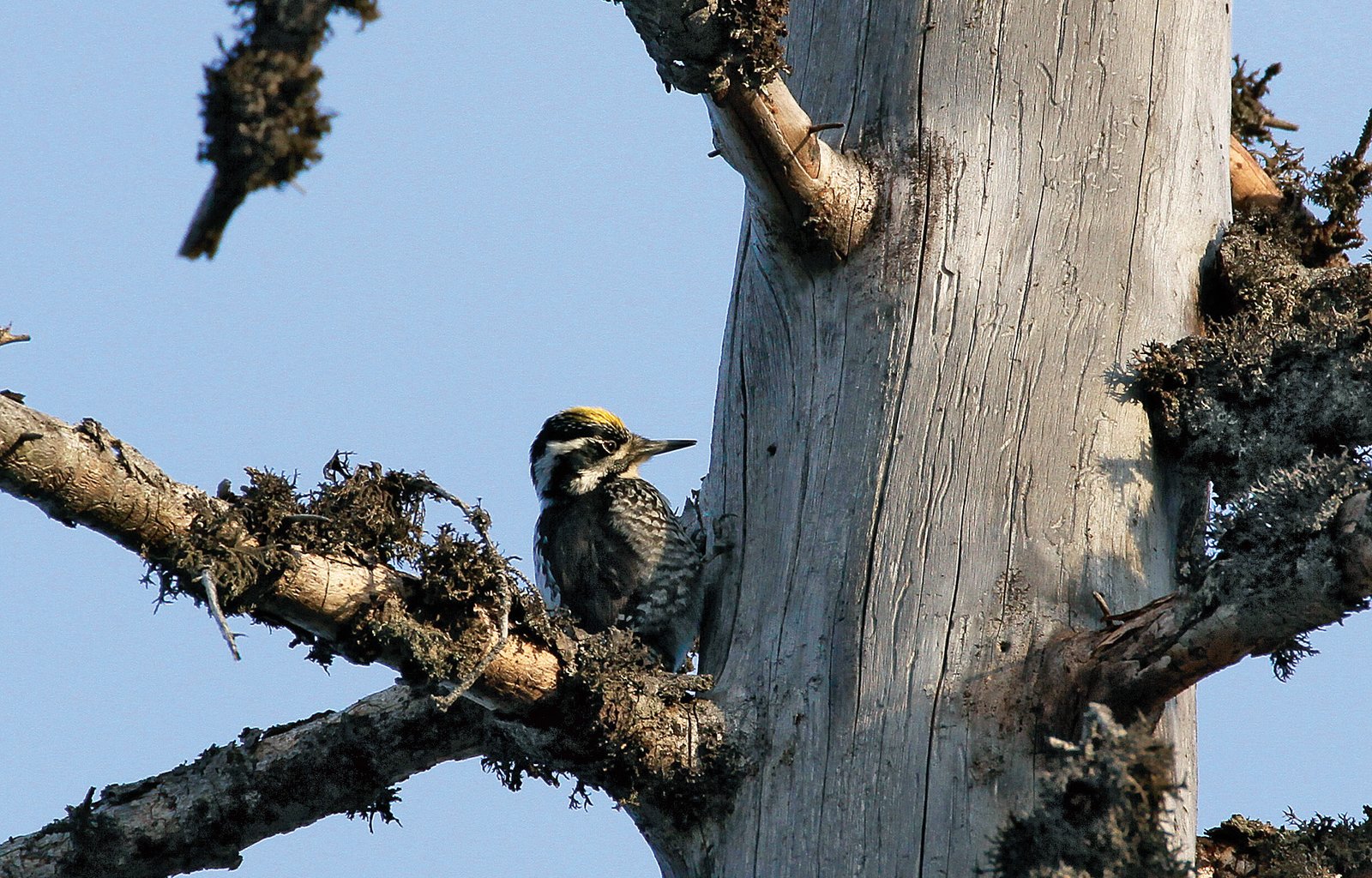 L’action bénéfique du pic tridactyle