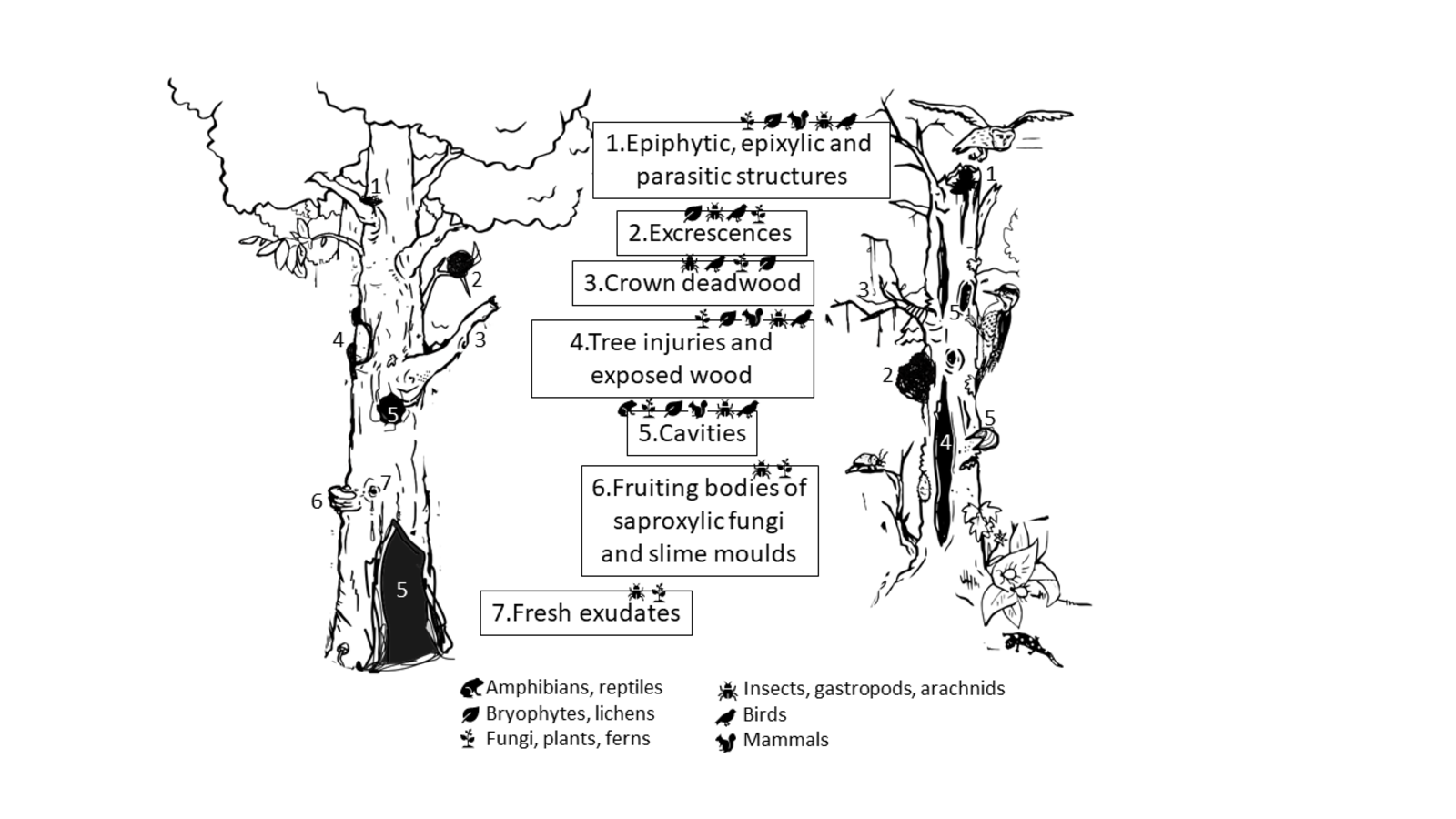 Whither the microhabitats? Value of living and dead trees in the Black ...