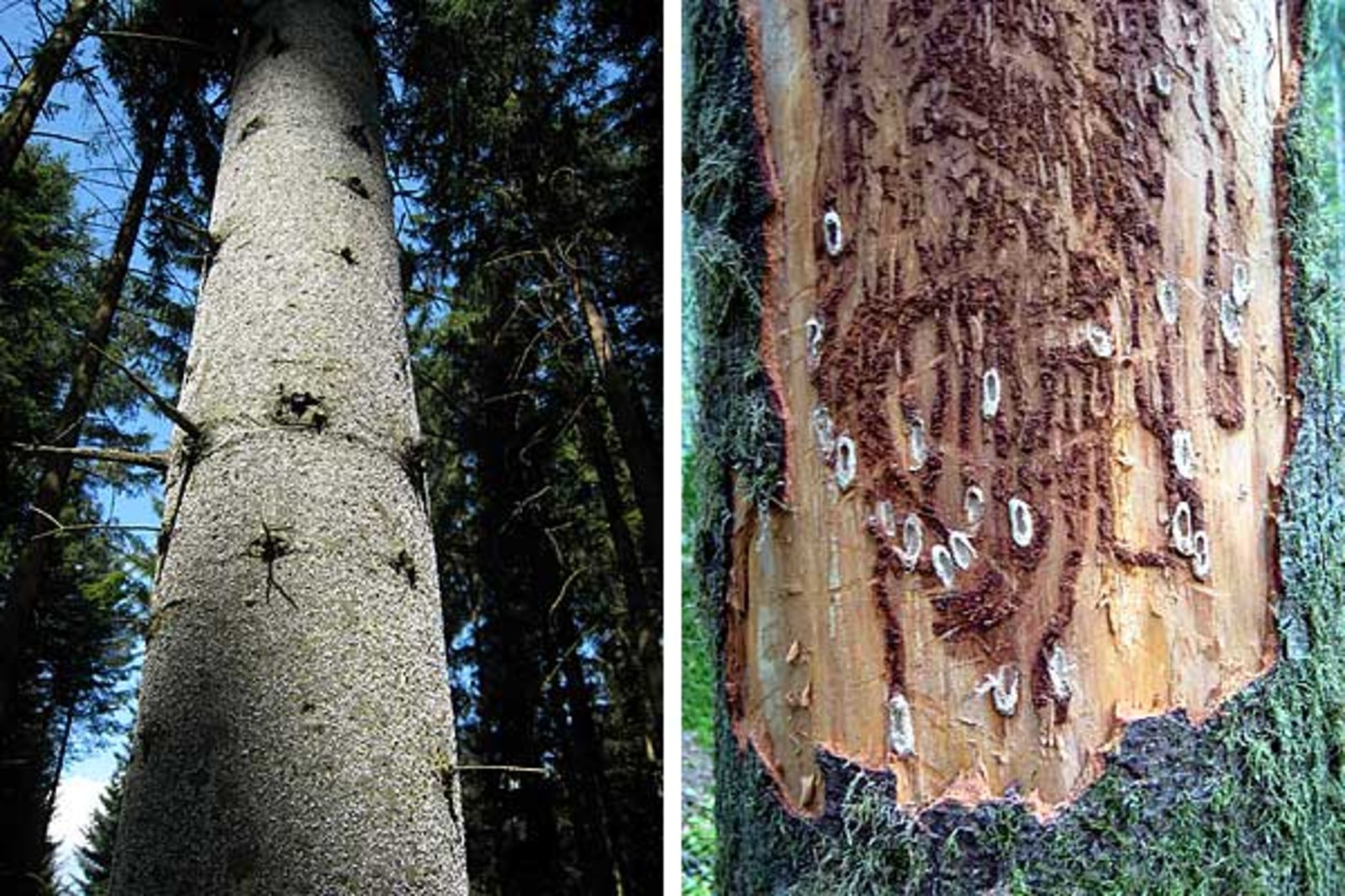 Behandlung durch Tannenrüsselkäfer und -stammläuse geschädigter ...
