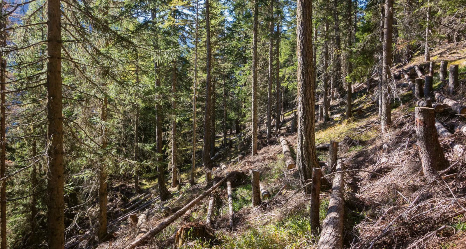 Momentan schützt der Schutzwald besser - waldwissen.net