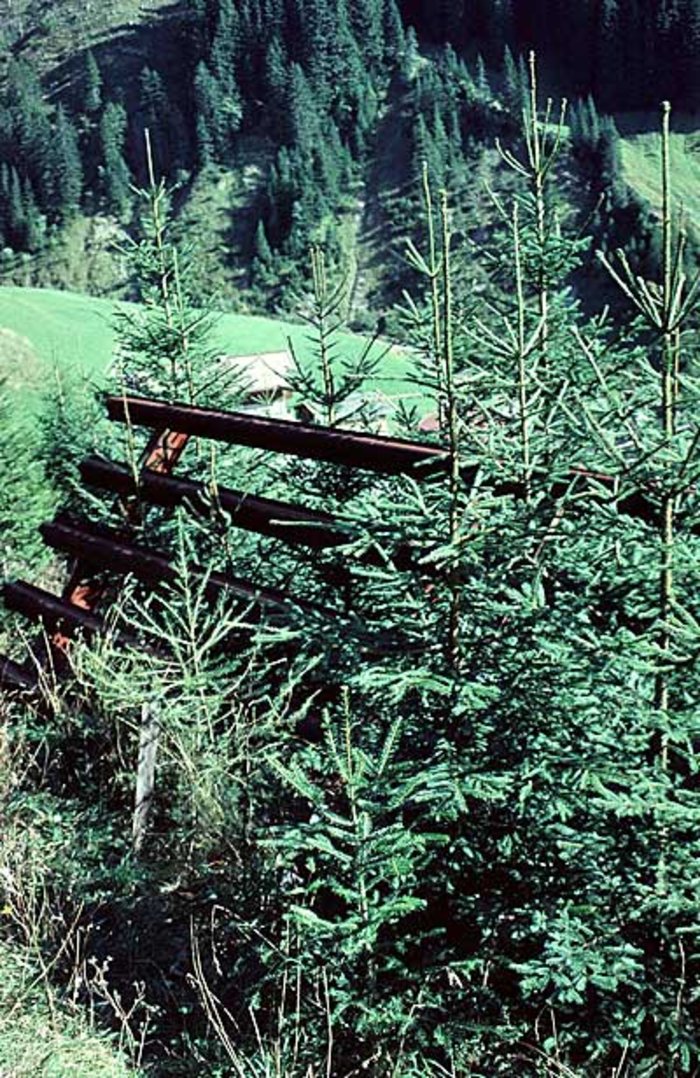 Avalanche: foundations for effective protection - waldwissen.net