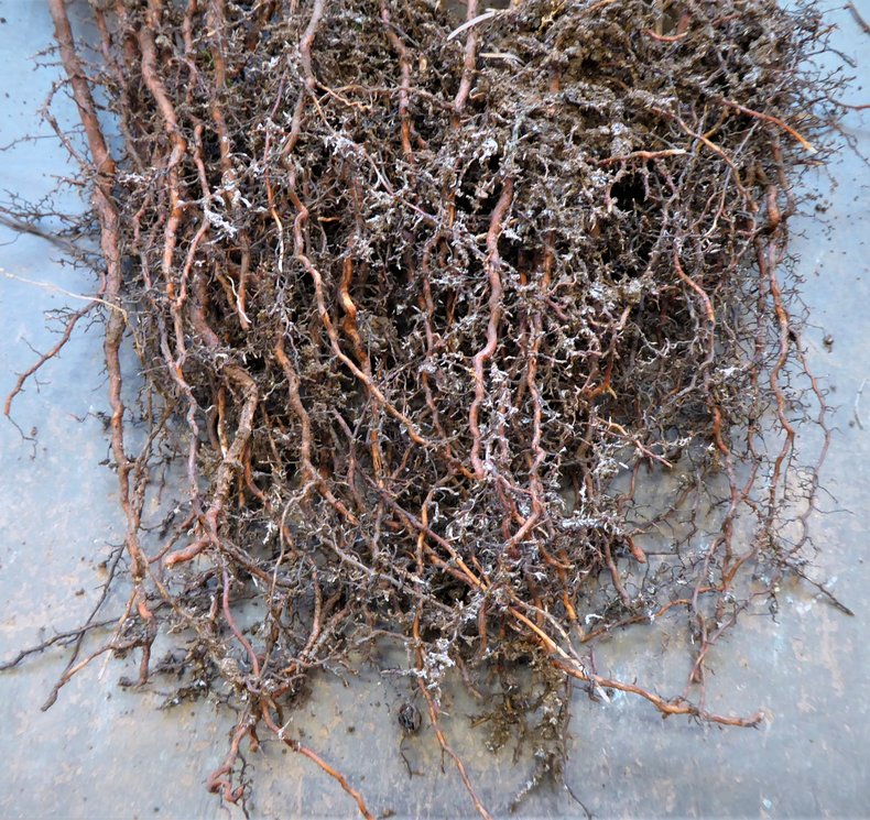 Root protection during planting - waldwissen.net