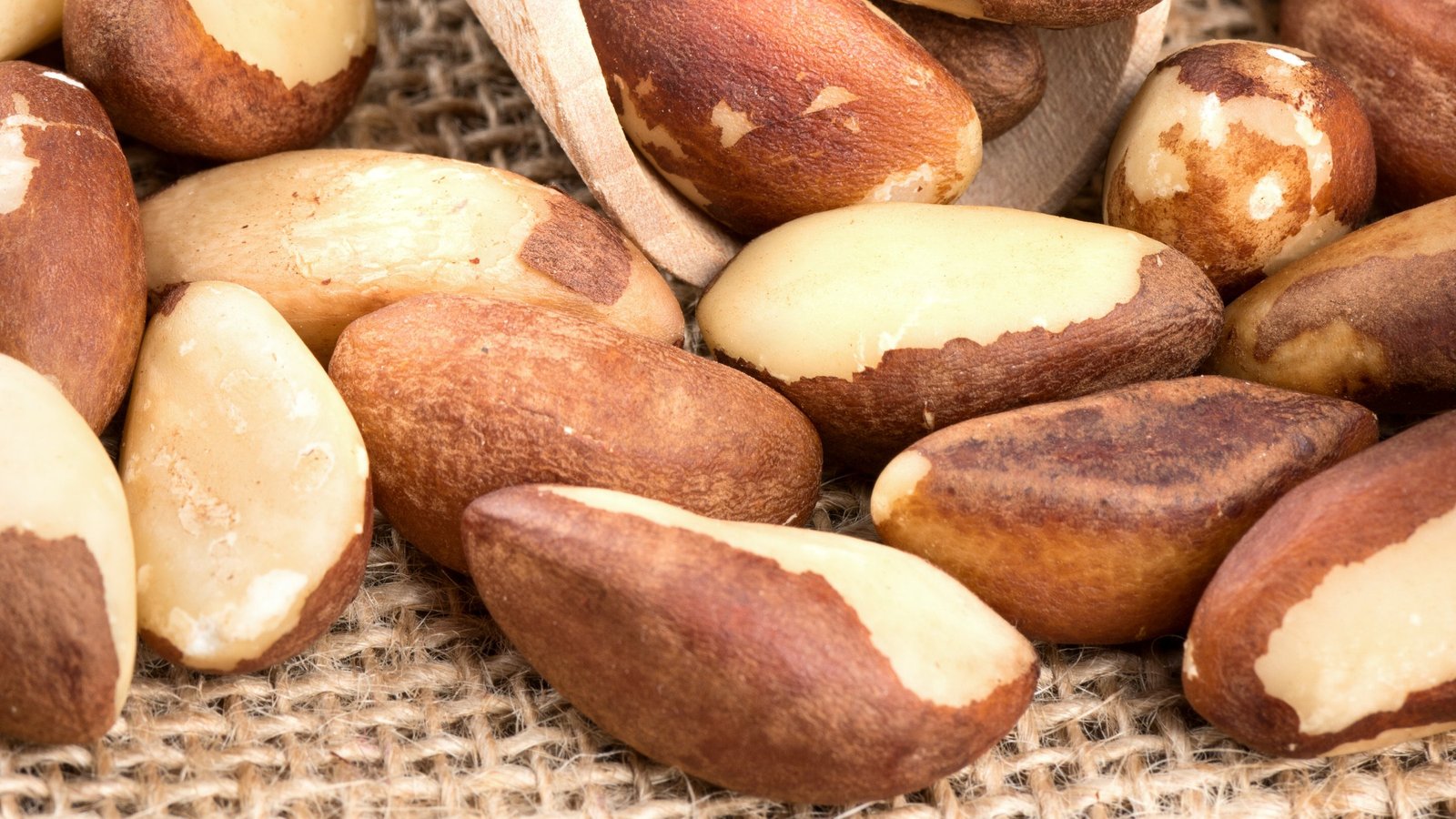 Nuss und Mandelkern - Nüsse und Nussbäume näher betrachtet