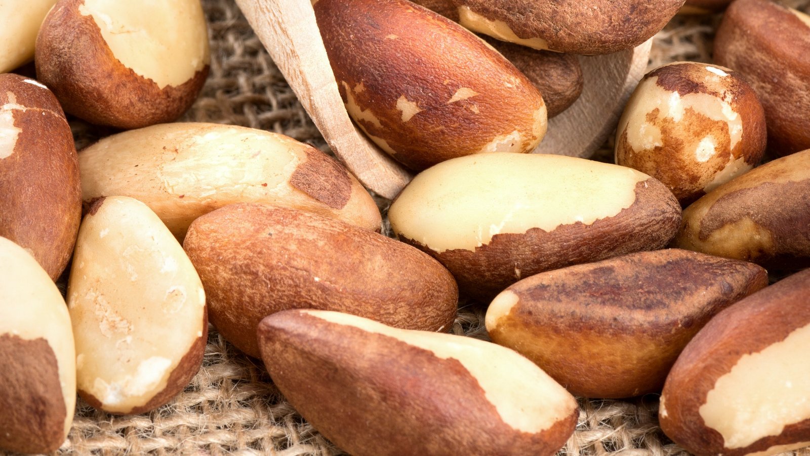 Nuts and almond kernels - a closer look at nuts and nut trees ...