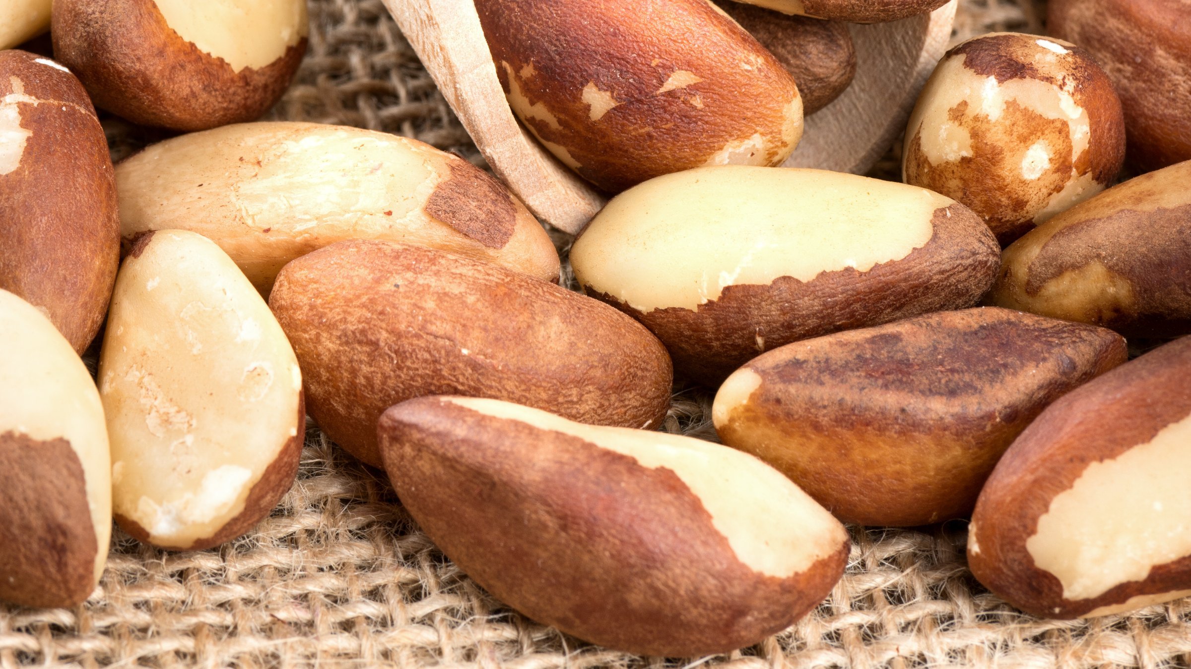 Nuss und Mandelkern - Nüsse und Nussbäume näher betrachtet