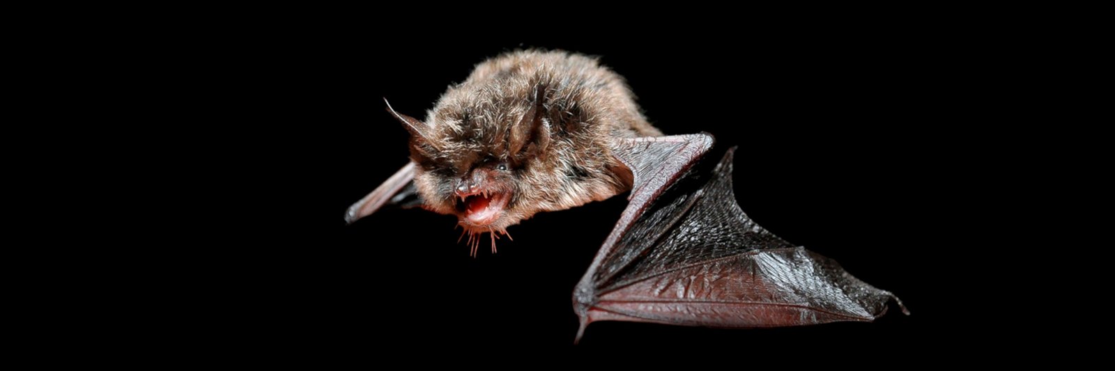 Plant protection in oak forests - impact on bats - waldwissen.net