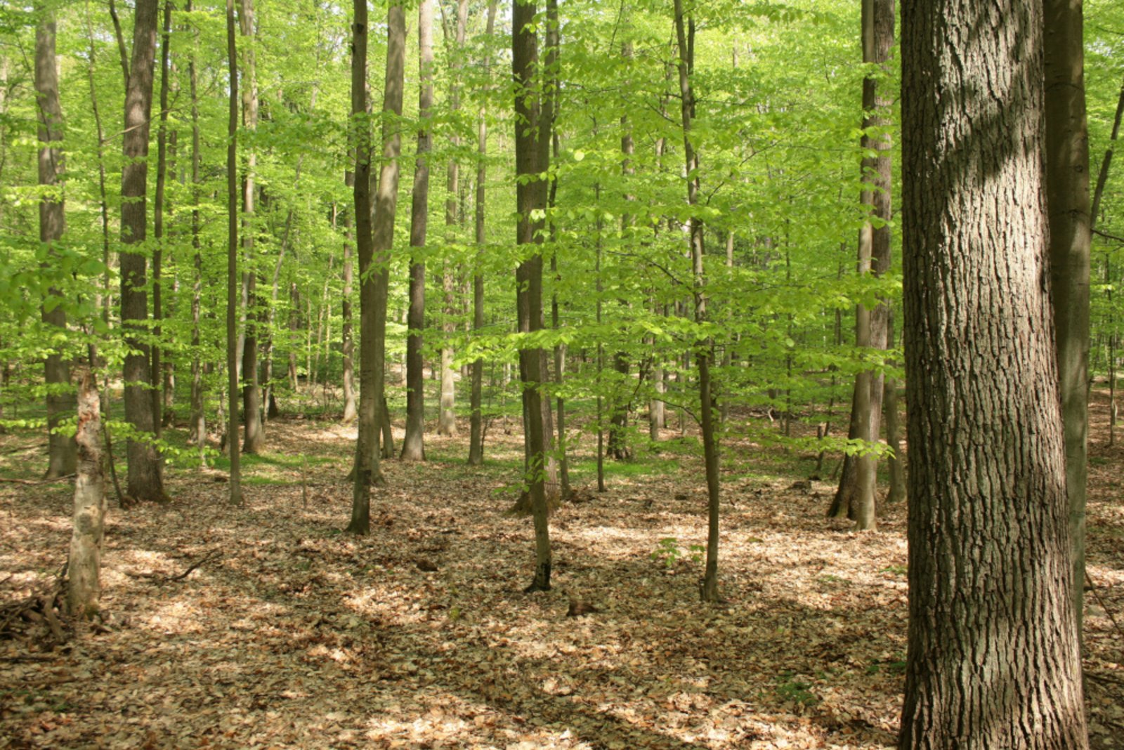 Baumarten für die Zukunft: Die Baumartenmischungstabelle - waldwissen.net