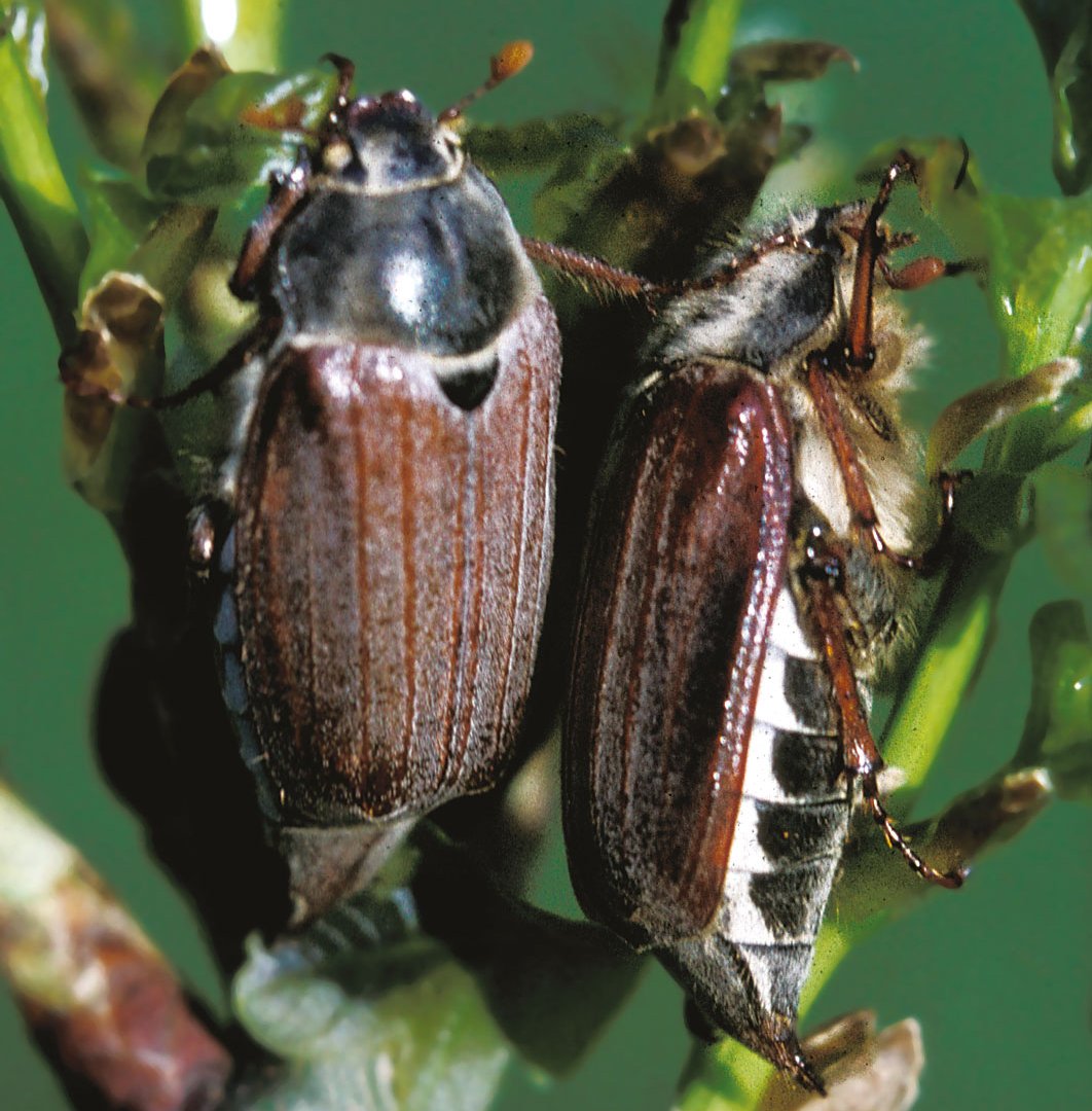 Maikäfer, Engerlinge und Verwandte