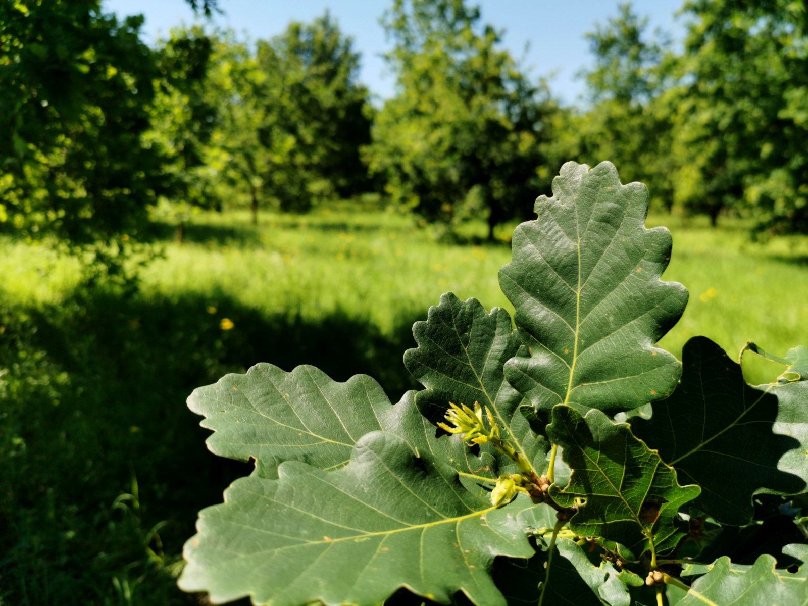 Rolle der Eichen im Klimawandel - waldwissen.net
