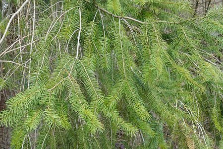 Chancen und Risiken der Douglasie im Waldbau - waldwissen.net