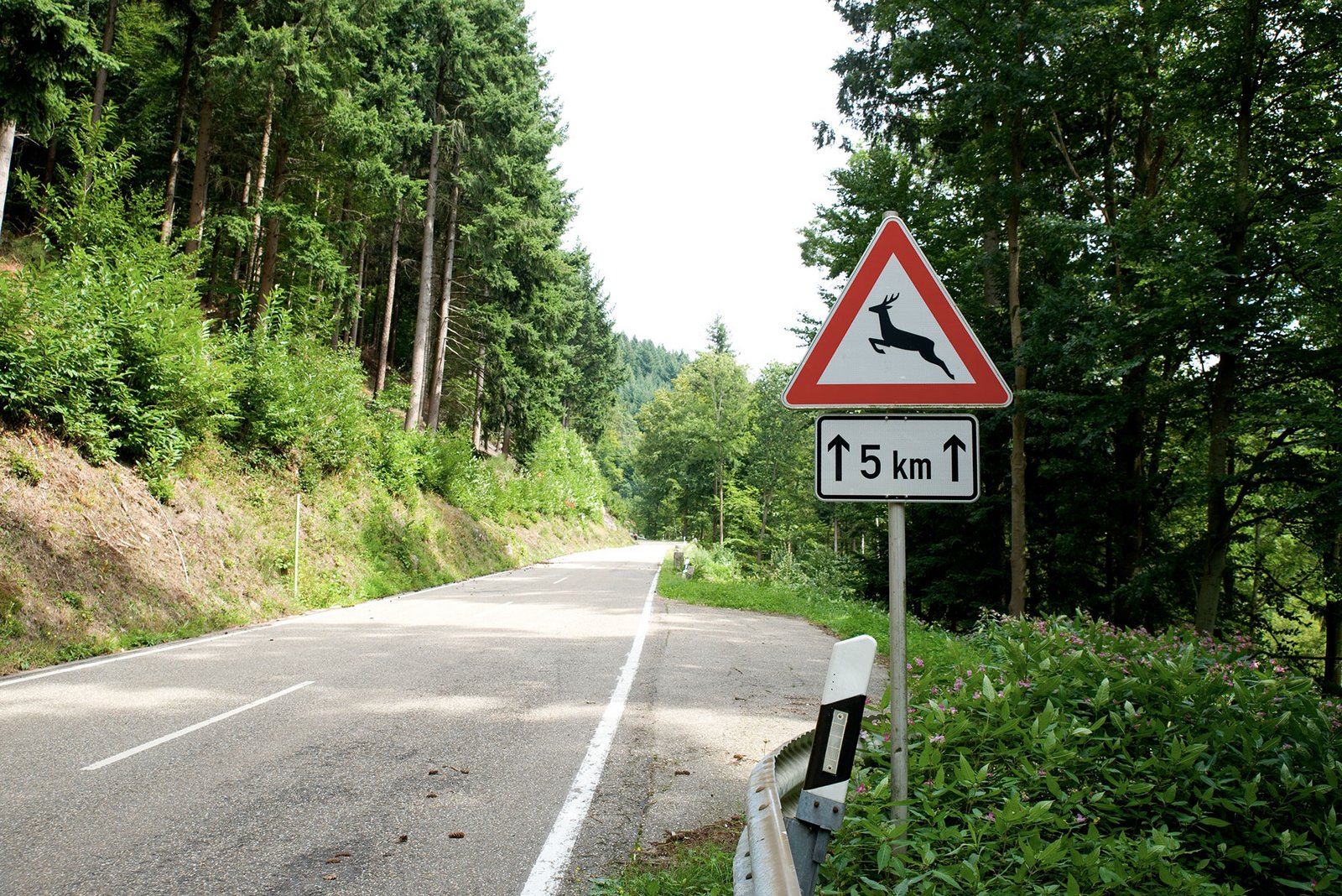 Wildunfälle in Baden-Württemberg: Neue Dokumentation und ...