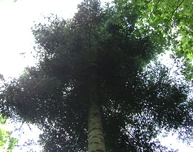 Die Zielbaum-Durchforstung – ein Weg zur Erziehung starken Wertholzes ...