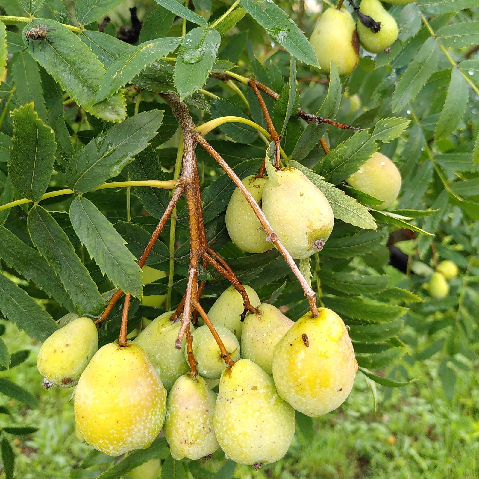 Digitales Arboretum Bayern