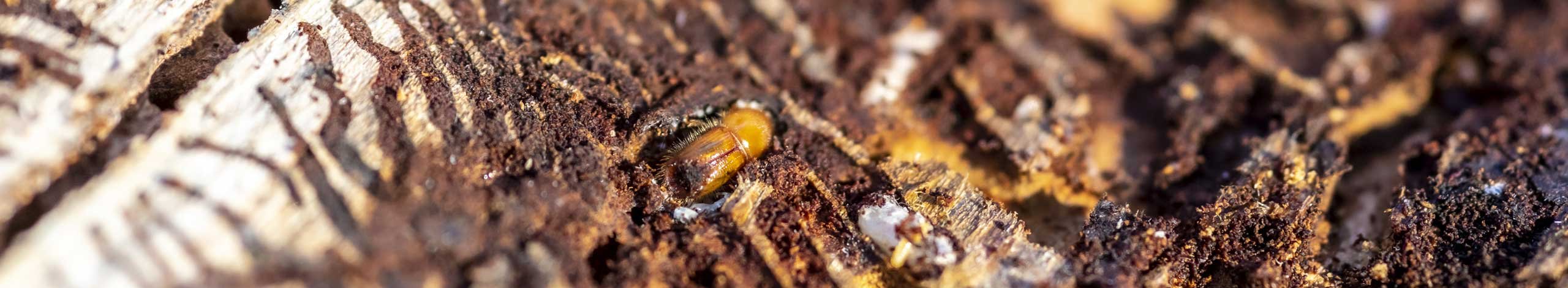 The Insect Pest Topic Collection: Prevention – Identification – Action