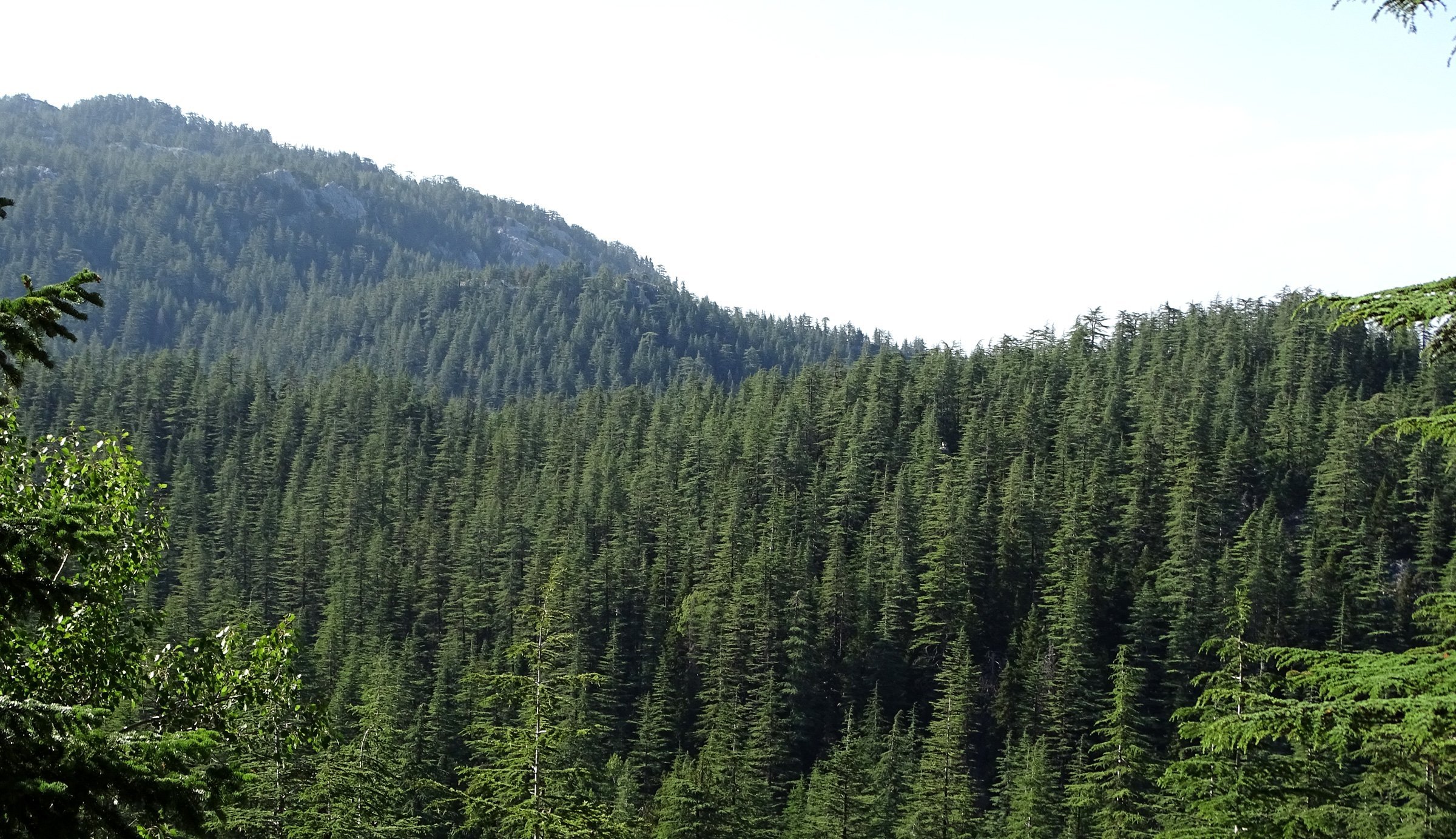 The cedar of Lebanon - a drought-tolerant tree species for dry sites