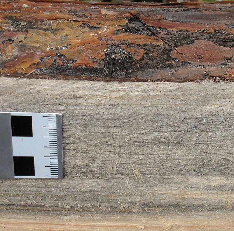 Diplodia shoot dieback of conifers - waldwissen.net