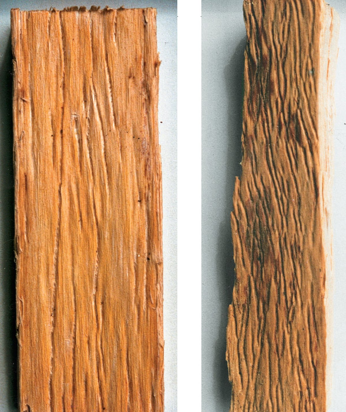 Die Haselfichte – gesuchtes Holz für den Instrumentenbau - waldwissen.net