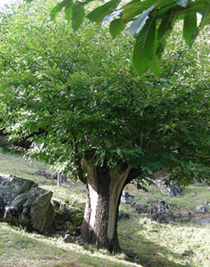 Der Kastanienbaum – mehr als nur Holz