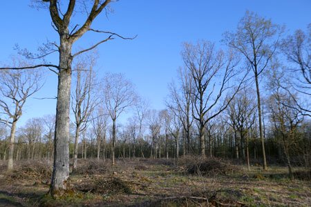 Ingolstadt setzt auf Mittelwald - waldwissen.net