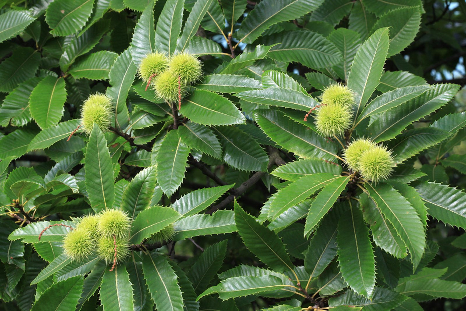 Die Edelkastanie *(Castanea sativa)*
