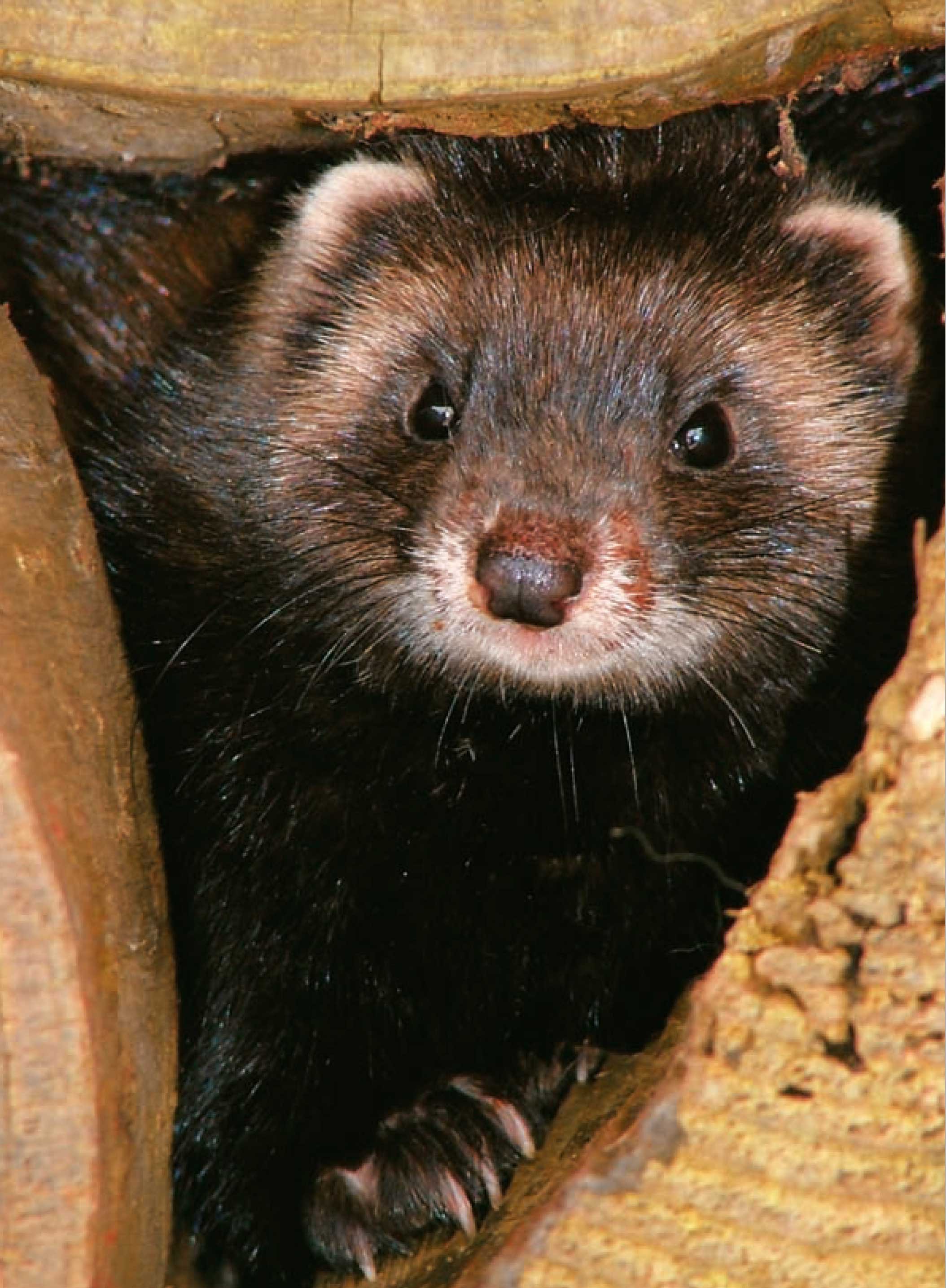 Die Marder im Kanton Luzern - waldwissen.net