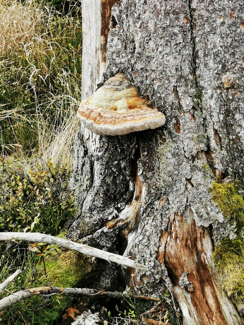 Die vielfältigen Leistungen der Wälder - waldwissen.net