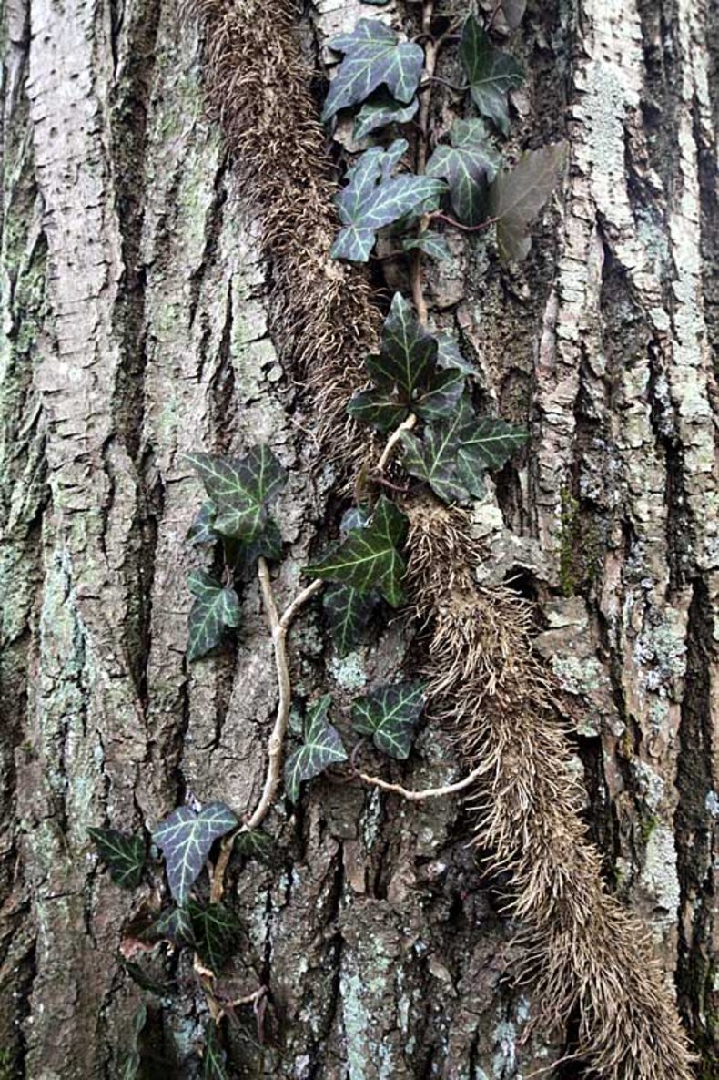 Edelkastanien bieten Lebensraum für viele Arten - waldwissen.net