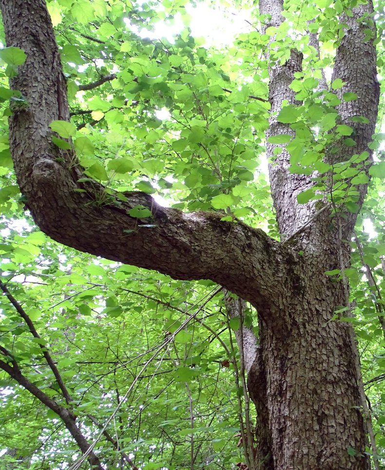 Turkish hazel - evaluation of possible seed crop stands - waldwissen.net