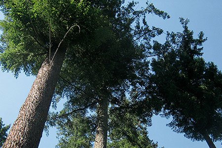Non-native tree species - waldwissen.net
