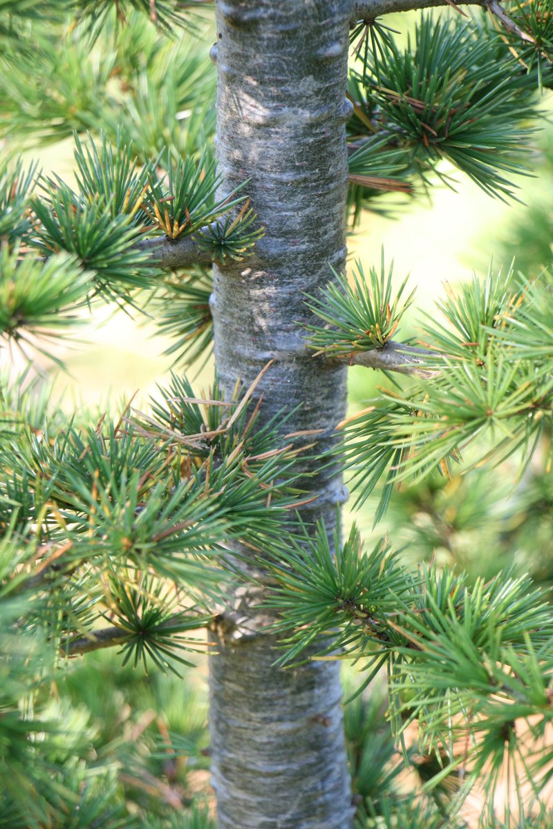 Drought tolerance of alternative tree species - waldwissen.net