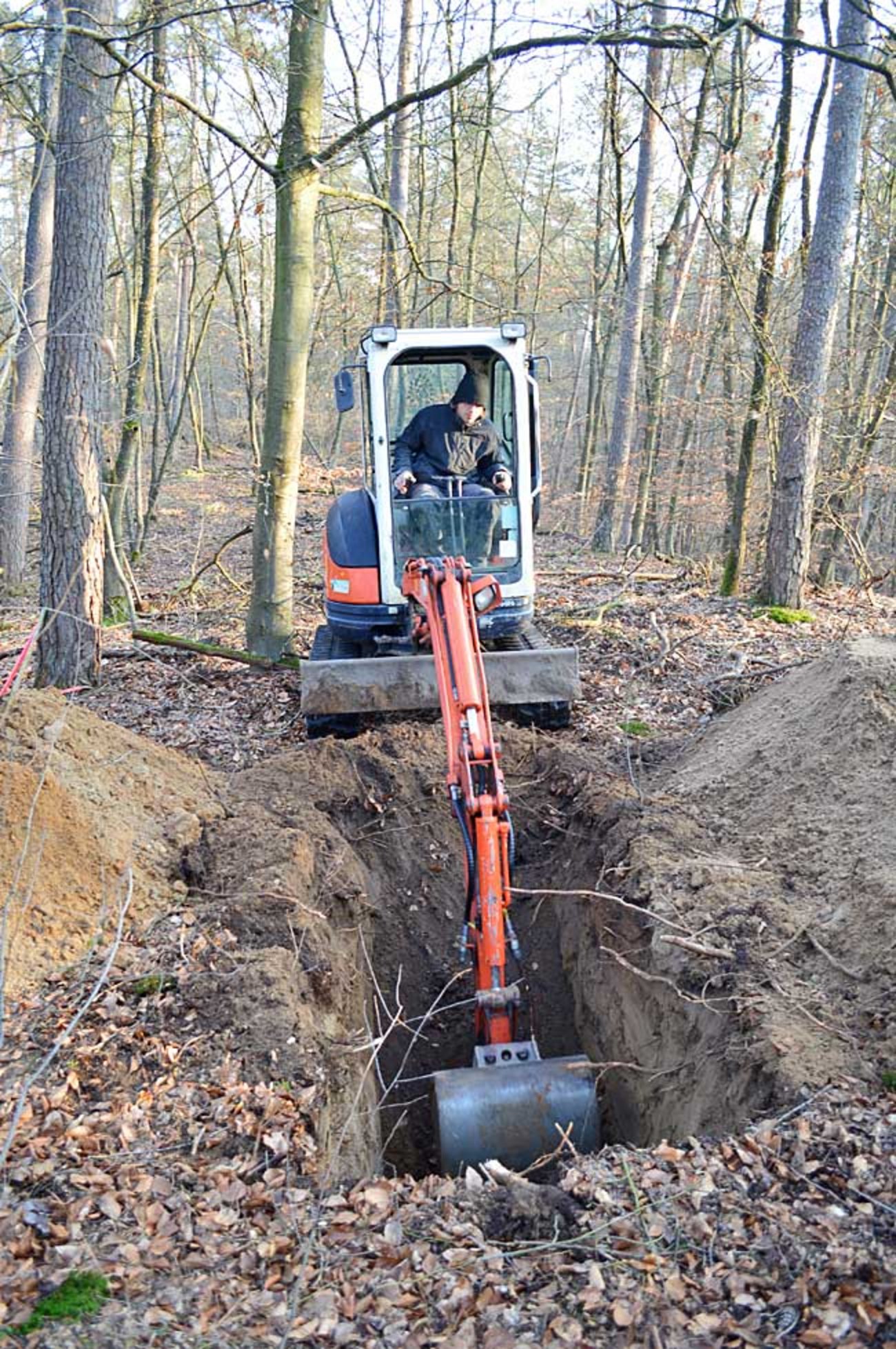 Lichtwaldgestaltung im Schwetzinger Hardt - waldwissen.net