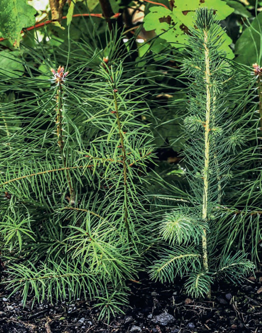 Chancen und Risiken der Douglasie im Waldbau - waldwissen.net
