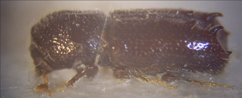 Wichtige Borkenkäferarten und ihre ökologische Bedeutung - waldwissen.net