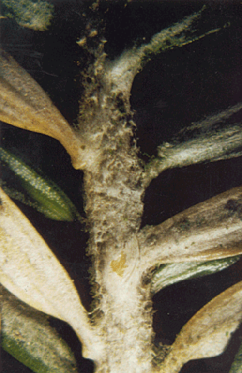 Die "Herpotrichia"-Nadelbräune der Tanne – Ein Irrtum und seine ...