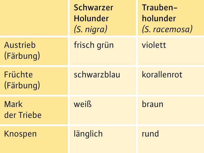Der Traubenholunder – Ein ökologisch wertvoller Pionier - waldwissen.net