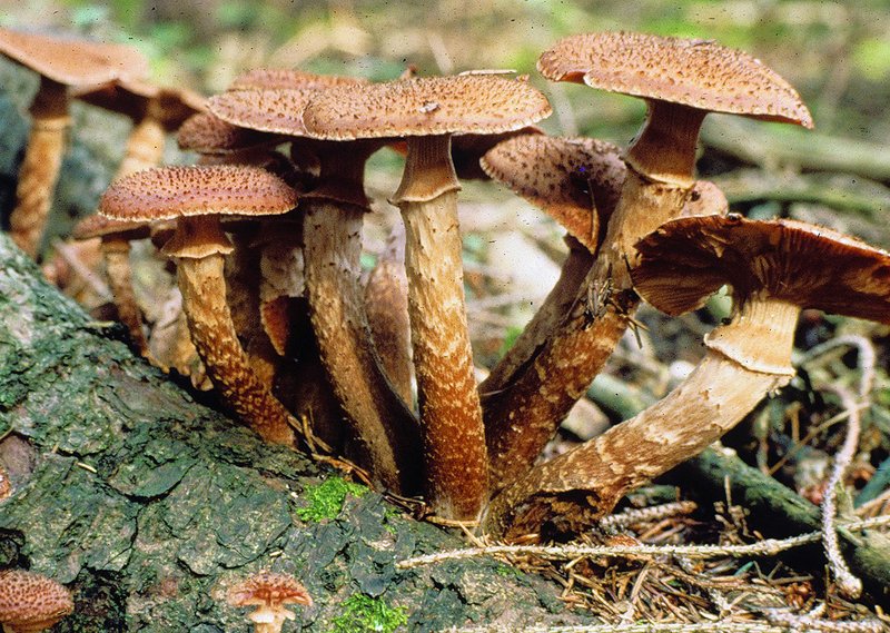 L'armillaire – Biologie et importance forestière