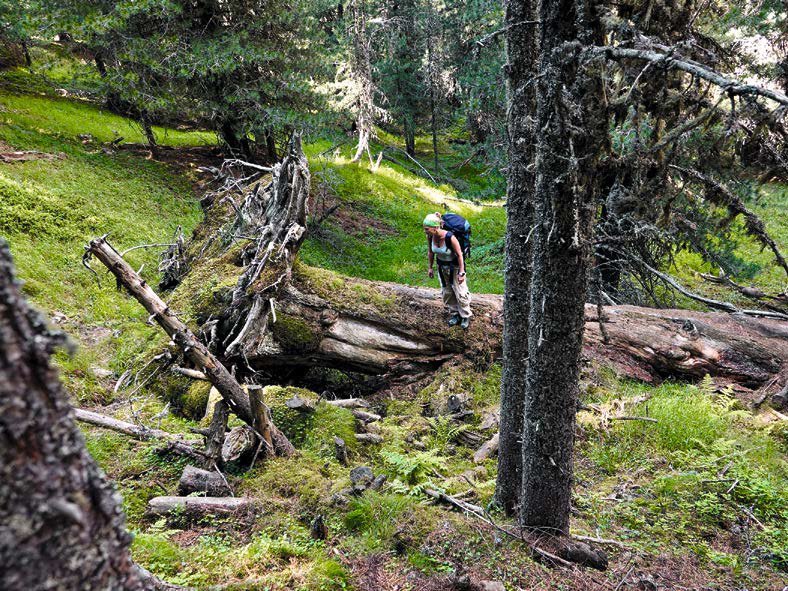 The history and future of the forests at the upper timberline