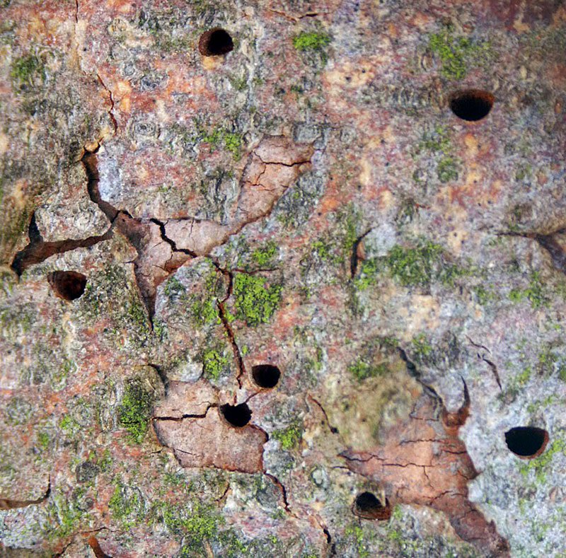 Jewel beetles - beneficiaries of dry summers - waldwissen.net