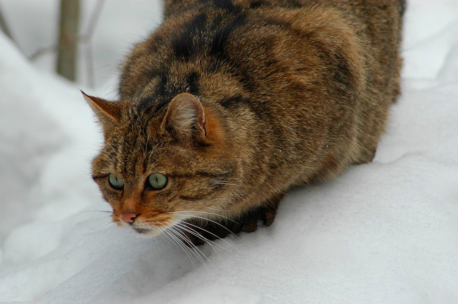 Haar-Analyse: Wald-Offenland-Nutzung der Wildkatze in Bayern ...