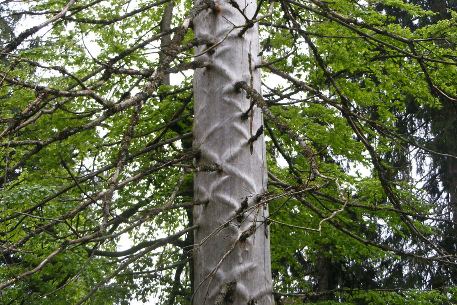 Callus tissue - waldwissen.net