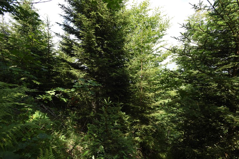 Zukunftsbaumarten im Jungwald suchen und fördern lohnt sich ...