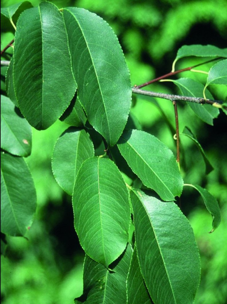 Online course on non-native trees - waldwissen.net