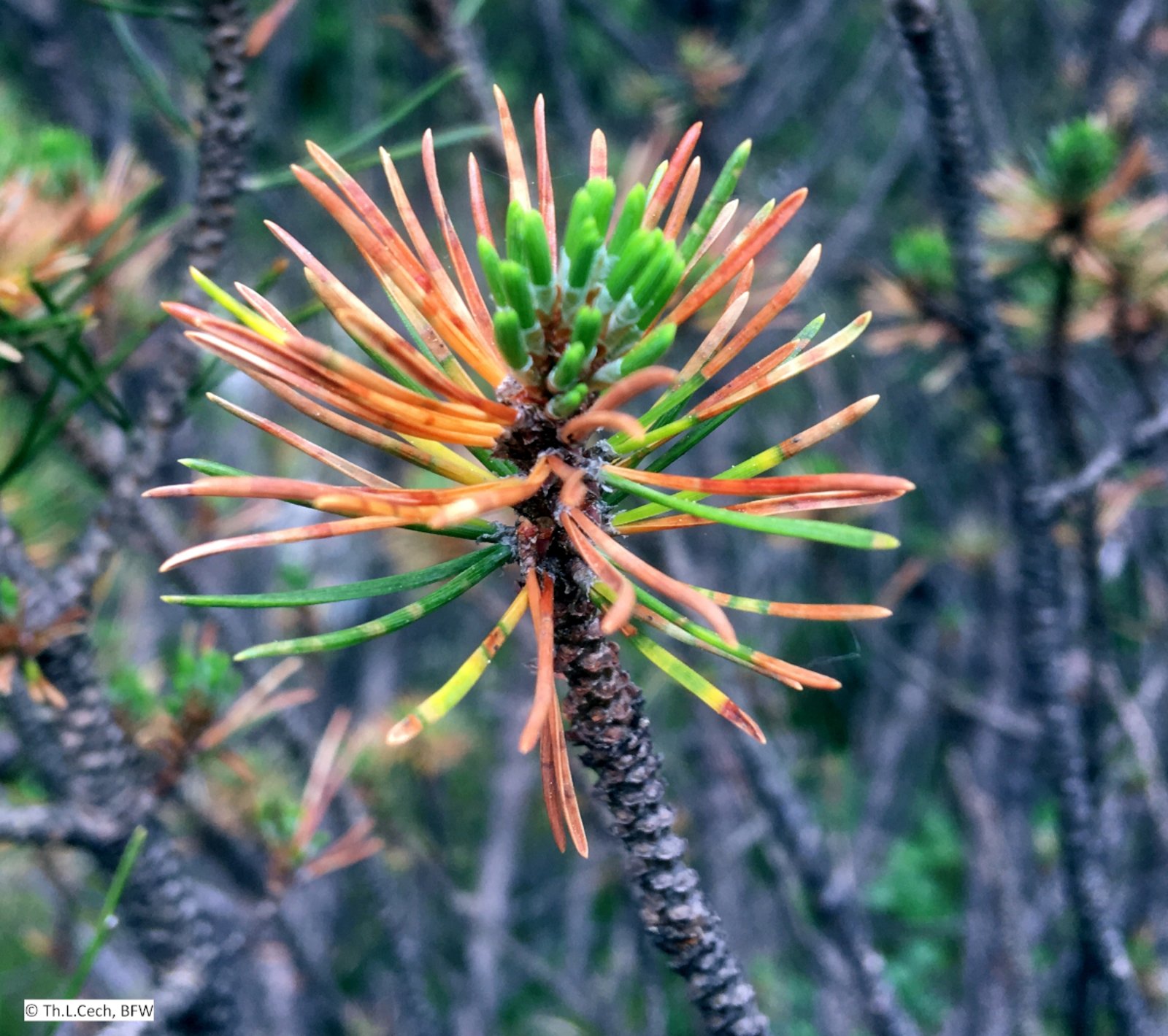 Die Lecanosticta-Nadelbräune - waldwissen.net