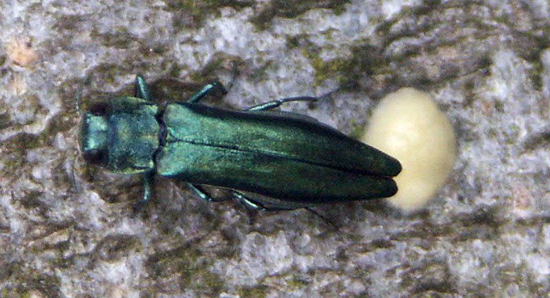 Jewel beetles - beneficiaries of dry summers - waldwissen.net