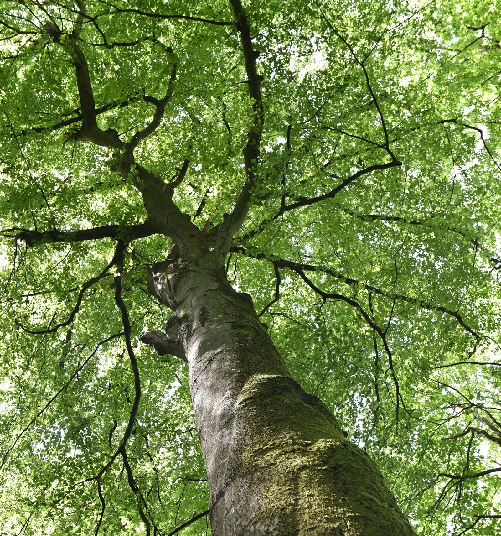 Auch die Buche leidet - wie umgehen mit Buchenbeständen im Klimawandel ...
