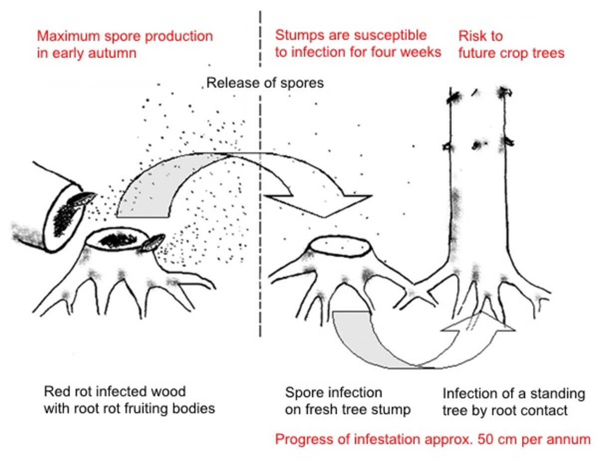 Rotting spruce trees – what can be done to control red rot ...