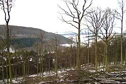 Vom artenreichen Mittelwald zum "sekundären Urwald"