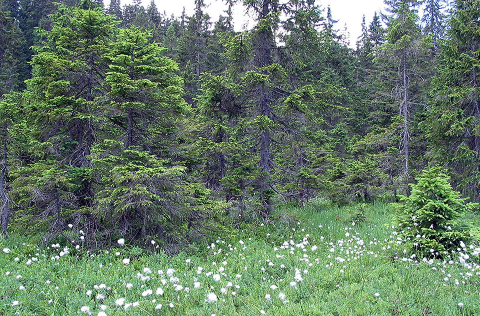 Multifunctional mire protection in the forest