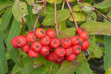 Die Vogelbeere (*Sorbus aucuparia*) - waldwissen.net