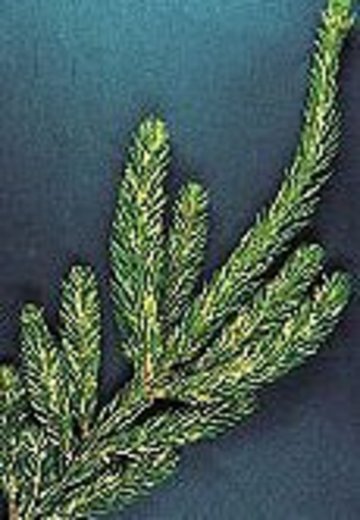 Fichtennadelrost (Chrysomyxa spp.)